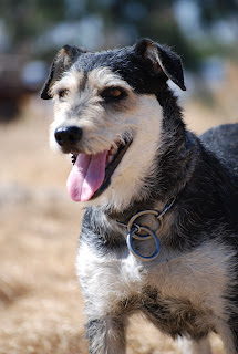 Perro Carea Castellano Manchego