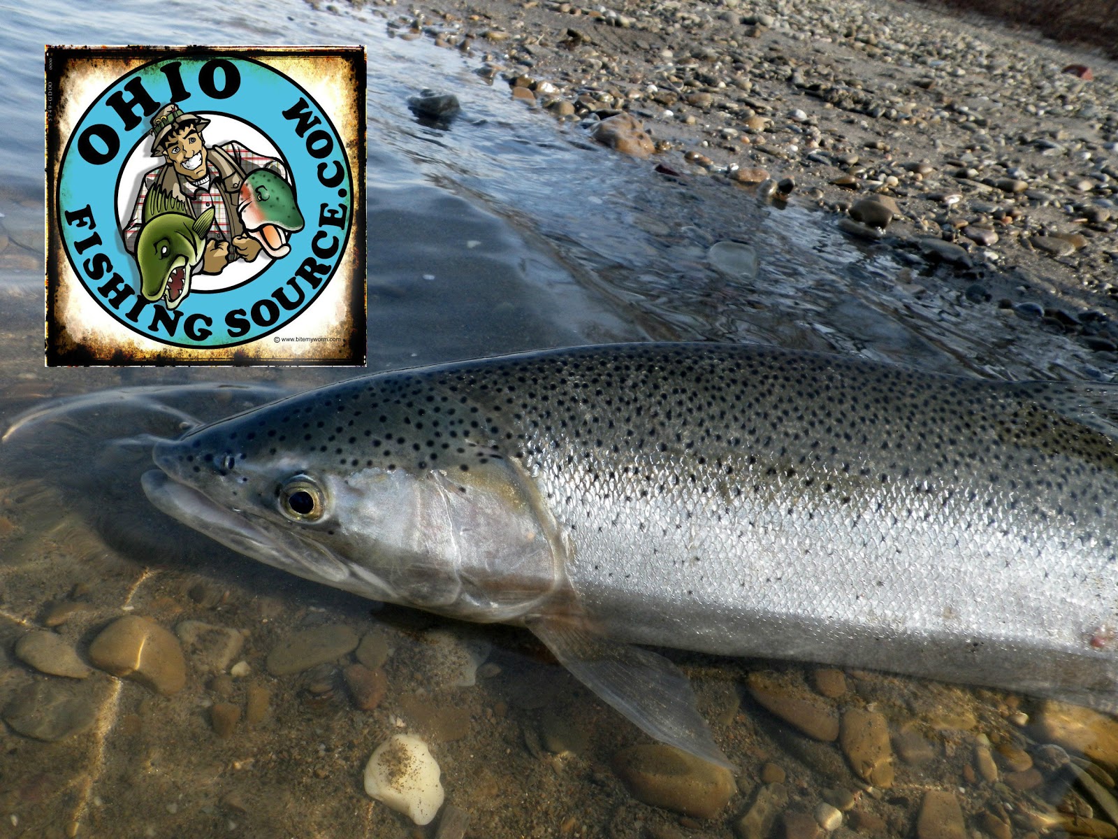 Ohio Fishing Source: Winter Steelhead