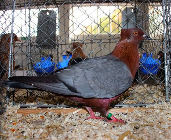 World of Pigeons and Doves: Show Info on Archangel Pigeon with Perry ...