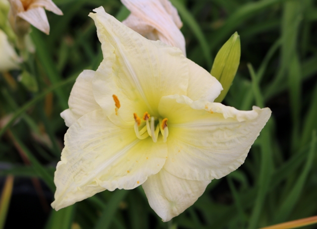 The Flower Bin: Daylilies, dependable perennials for your garden
