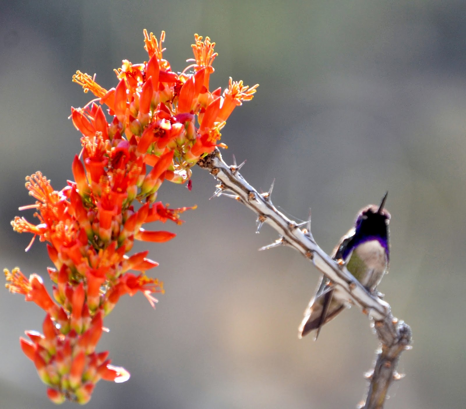 good-times-rollin: Lucifer and Agave...