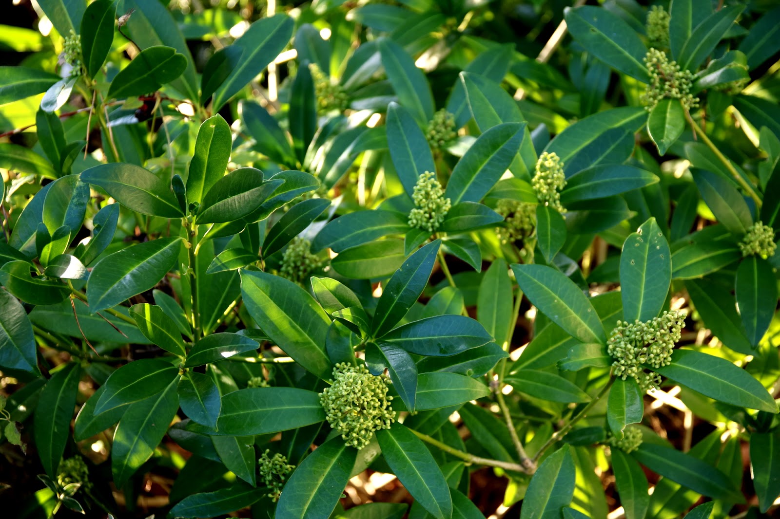 Trädgård i Torslanda: Vintergröna buskar