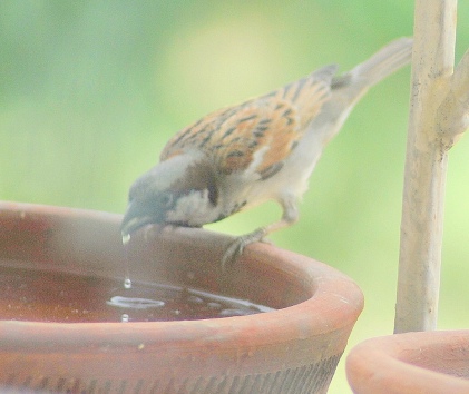 I pledge to put water pot for birds this summer ~ Lucky Wanderer