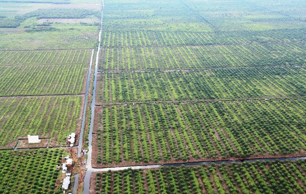 Blocking Area Perkebunan Kelapa Sawit