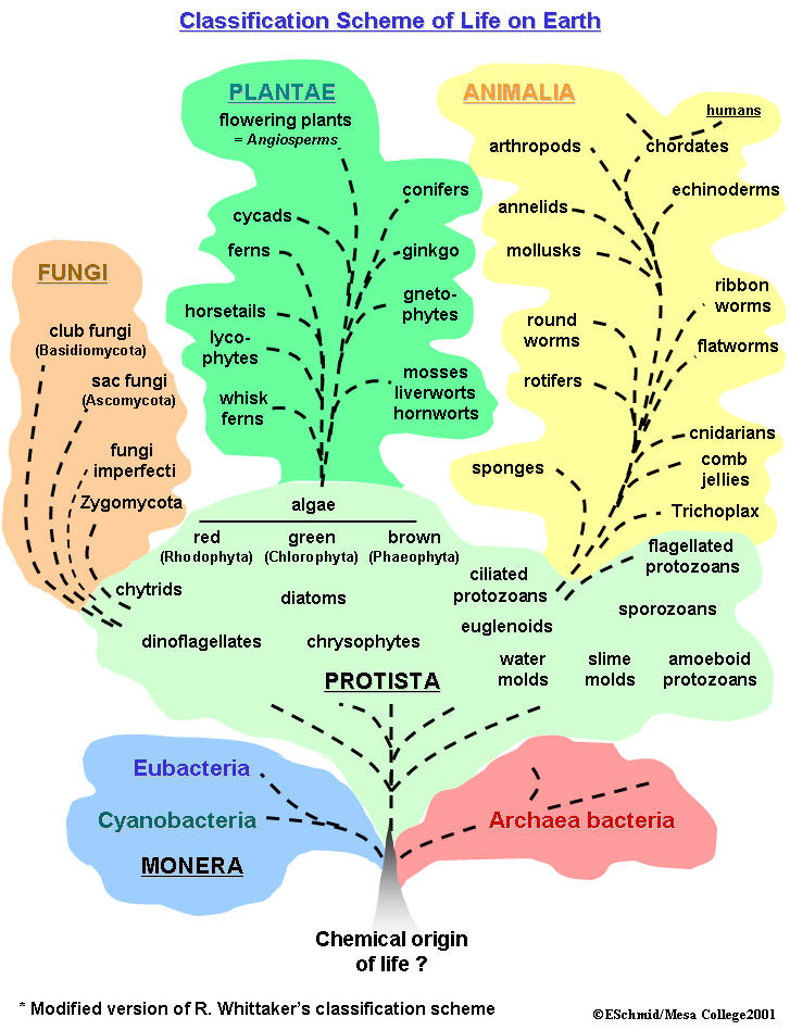 Cell and Development Biology : WEEK 3 - Topic 2: History Of Life Part ...