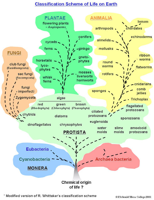 Cell and Development Biology : WEEK 3 - Topic 2: History Of Life Part ...