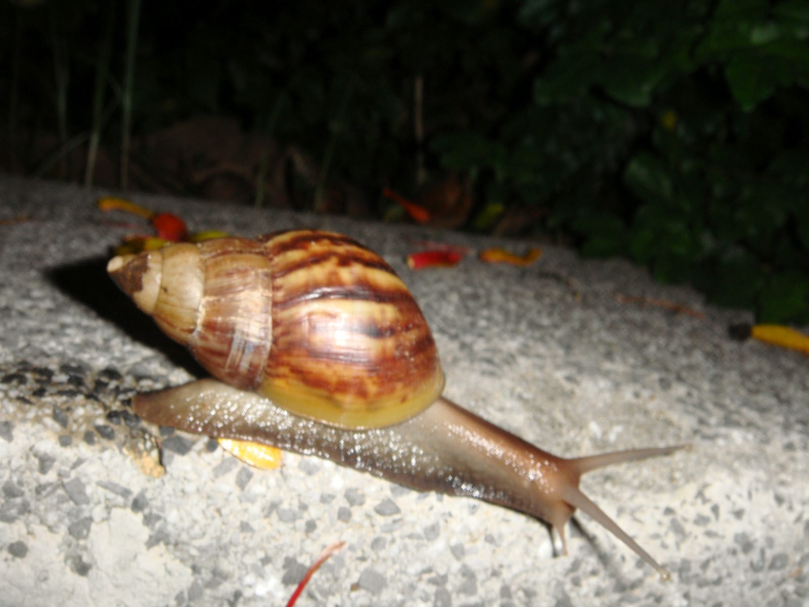 Supersupergirl's creature world: Snail and a whelk snail