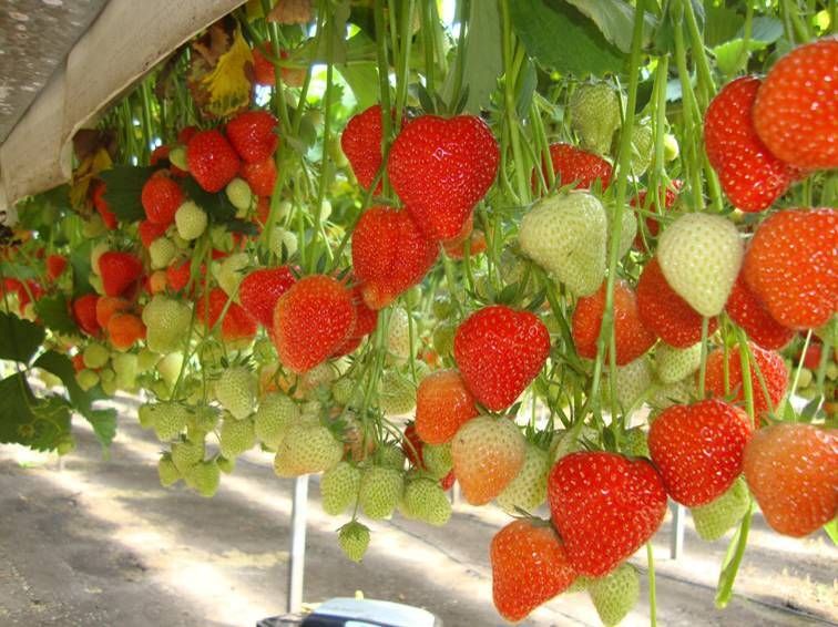 Wallpapers Unlimited: Beautiful Strawberry Fields