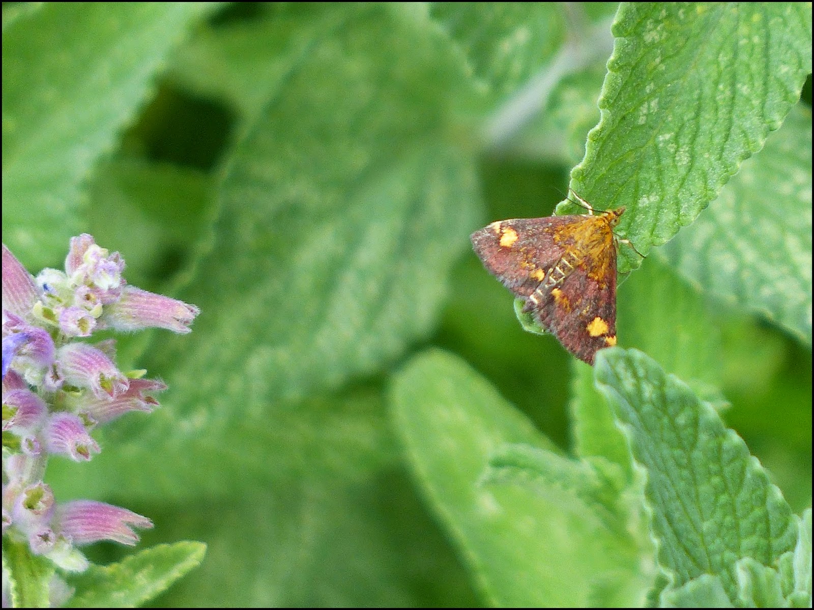 Wild and Wonderful: Small Moth