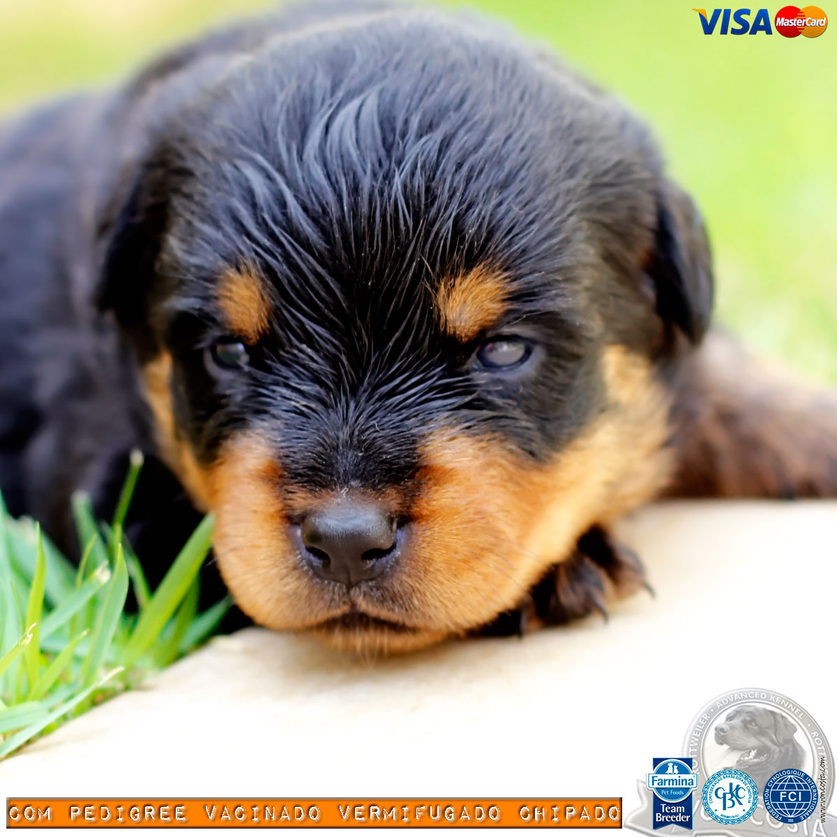 Filhotes de Rottweiler disponíveis - machos e fêmeas