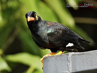 AzidAkaMember Blog: 33 Binatang Khas Seluruh Propinsi di Indonesia