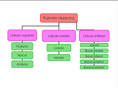 Anatomía de pulmón : SEGMENTACIÓN PULMONAR Y ZONAS DE WEST