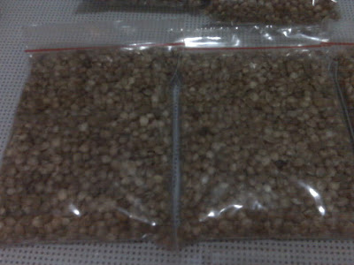 Cara Menanam Fumayin serta Manfaat dan Bahaya Bijan | Ada Hidroponik