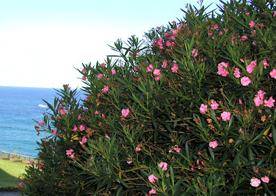 ARTE Y JARDINERÍA : ADELFA – Nerium oleander. Familia: Apocináceas