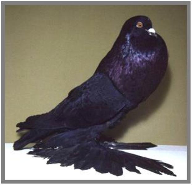 Dutch Curled Cropper | BD PIGEONS