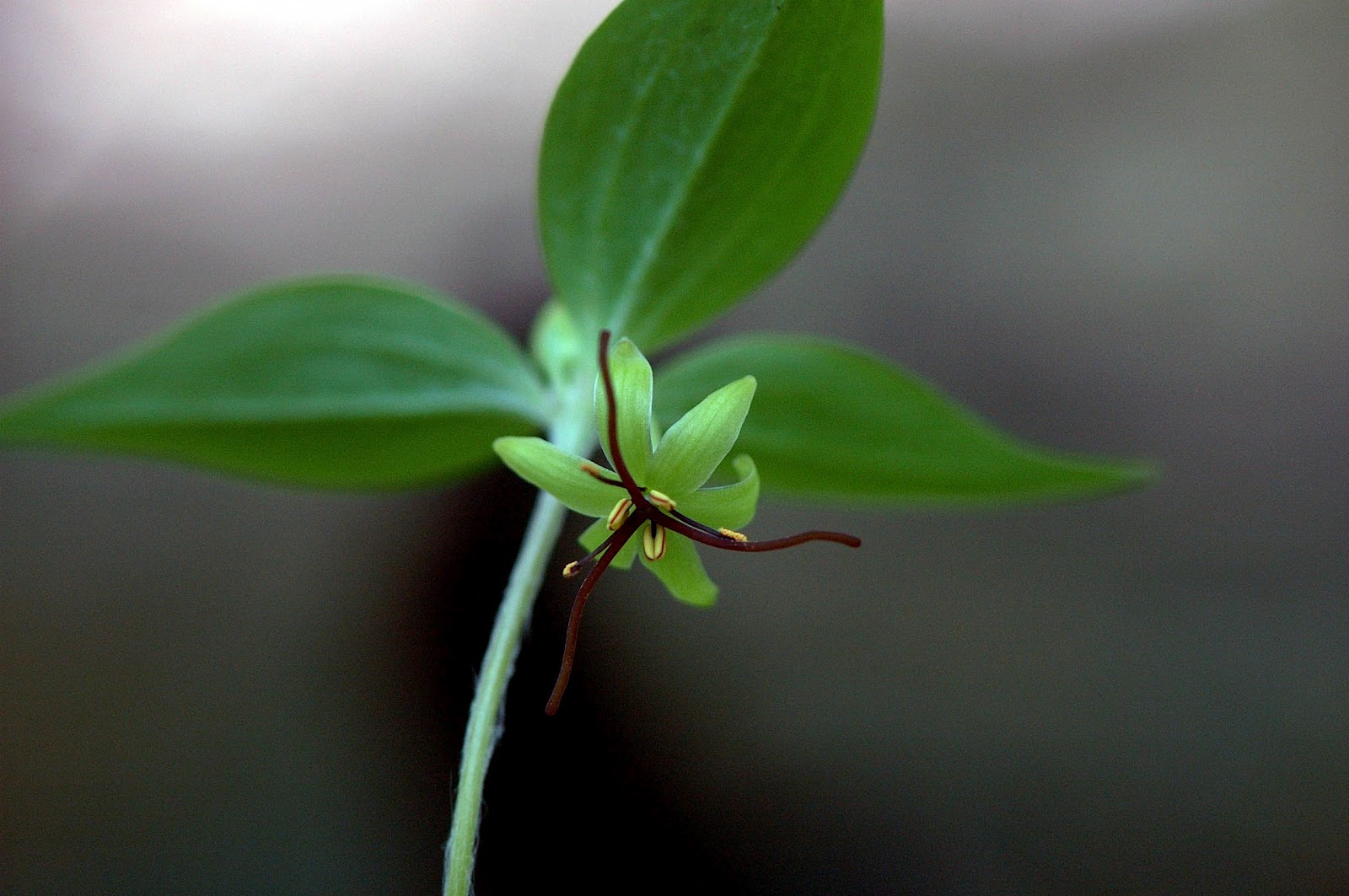 Field Biology in Southeastern Ohio: Hiking Hocking Hills, Conkle's Hollow