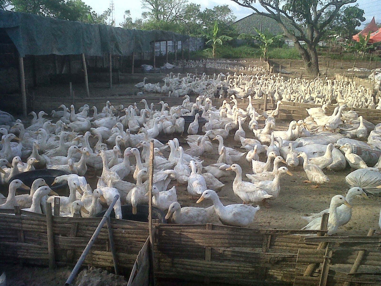 Cara Ternak Kelinci: Ternak Itik Petelur modern-day