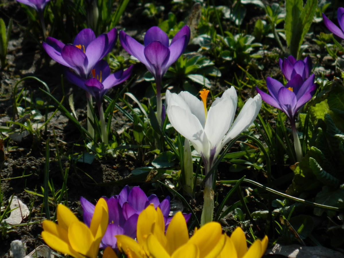 LA MULTI ANI, ROMANIA!: Branduse