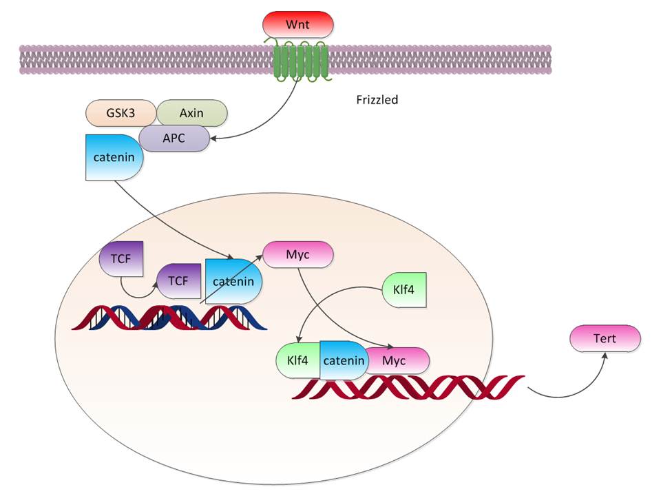 The Squirrel's Nest: Wnt and TERT Signaling