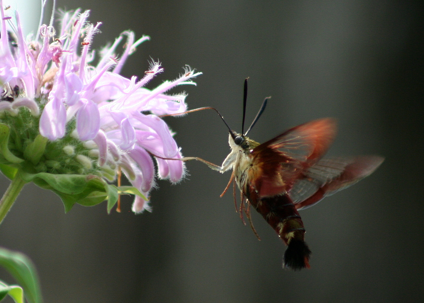 Nature Hermit: Bird bug
