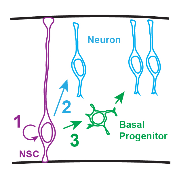The Life and Times of a Rising Scientist : Understanding the Developing ...