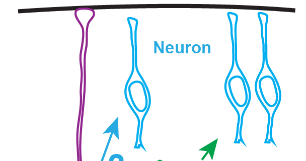 The Life and Times of a Rising Scientist : Understanding the Developing ...