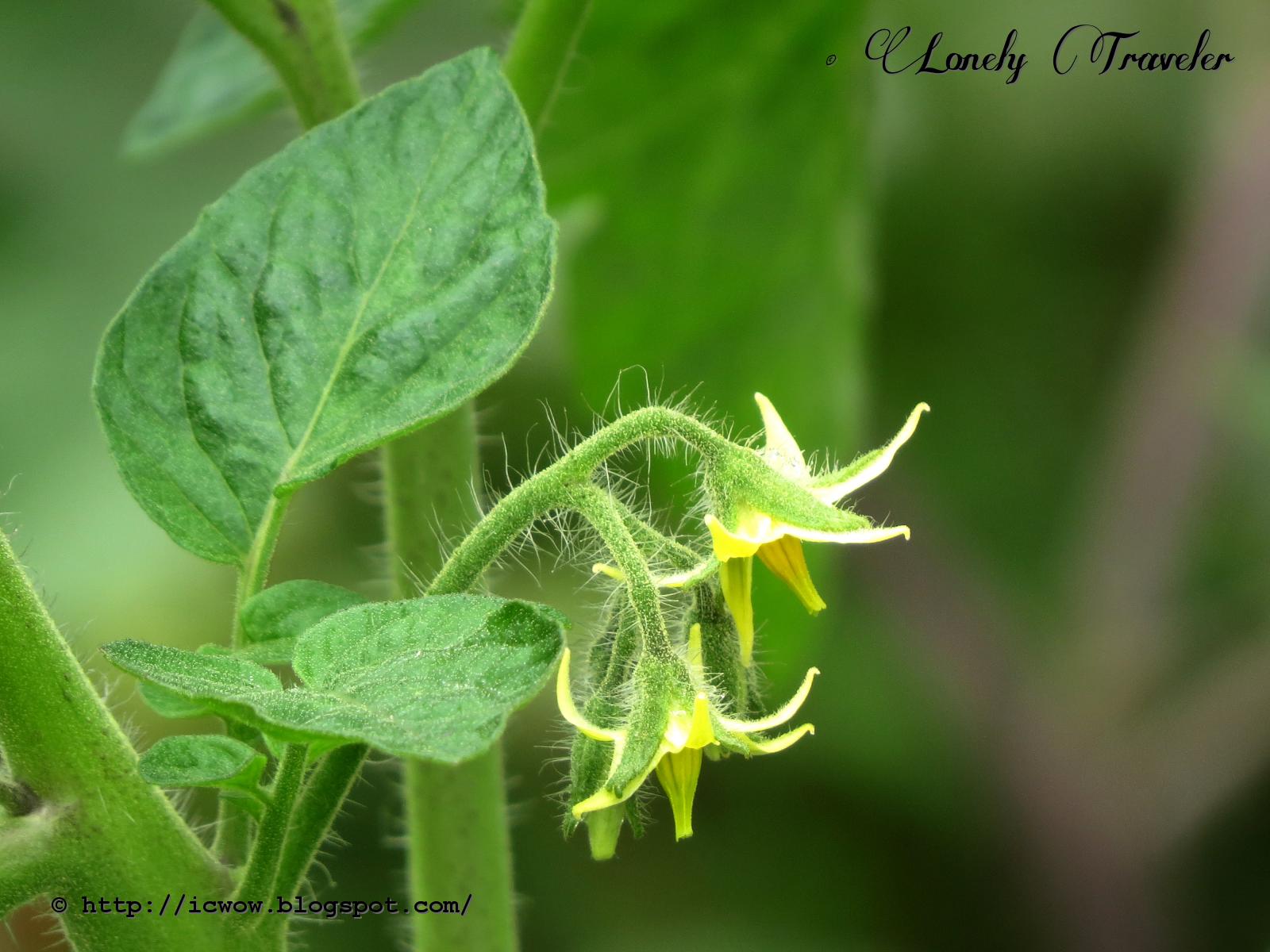 Tomato flower - Solanum lycopersicum