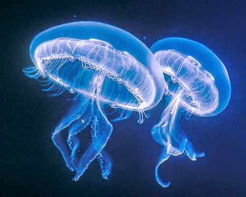 Biological Sciences: Los Celenterados