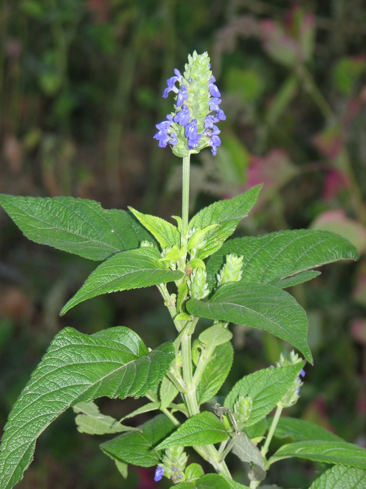 Chia - Salvia hispanica