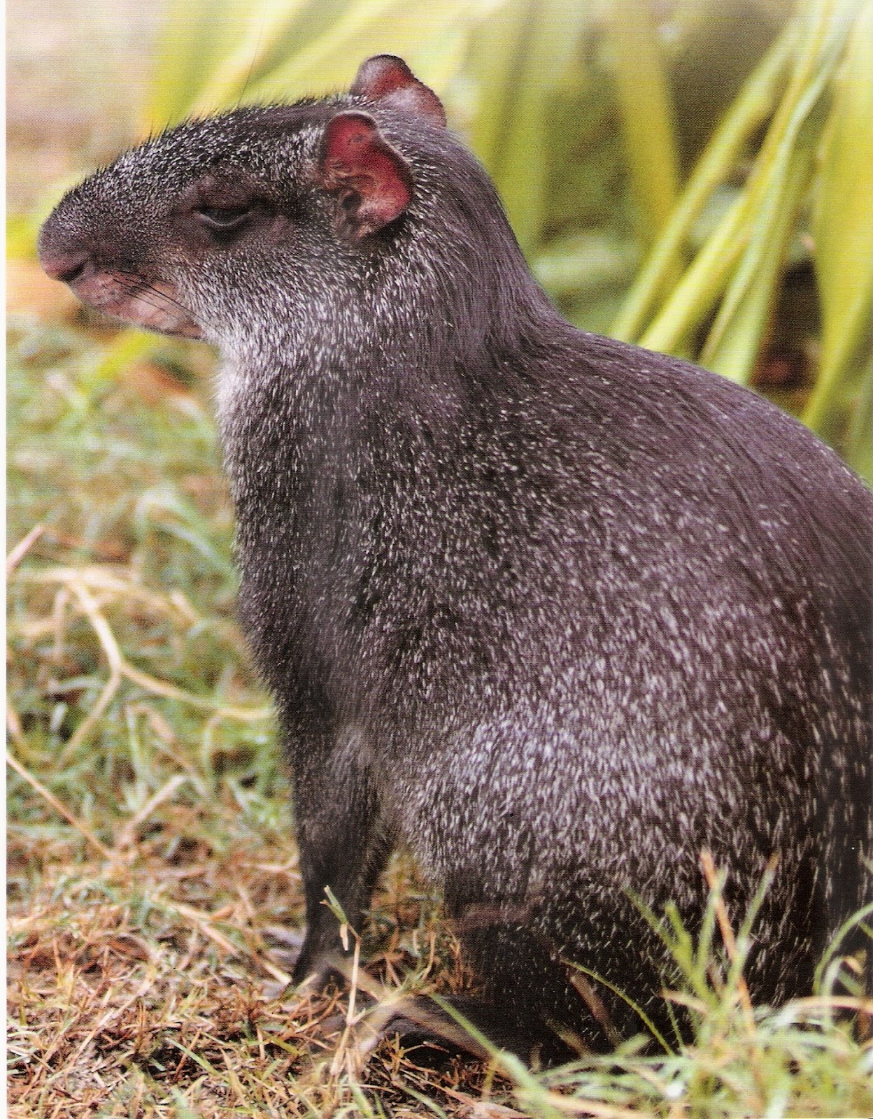 Zoológico Virtual do Koba: Cutia