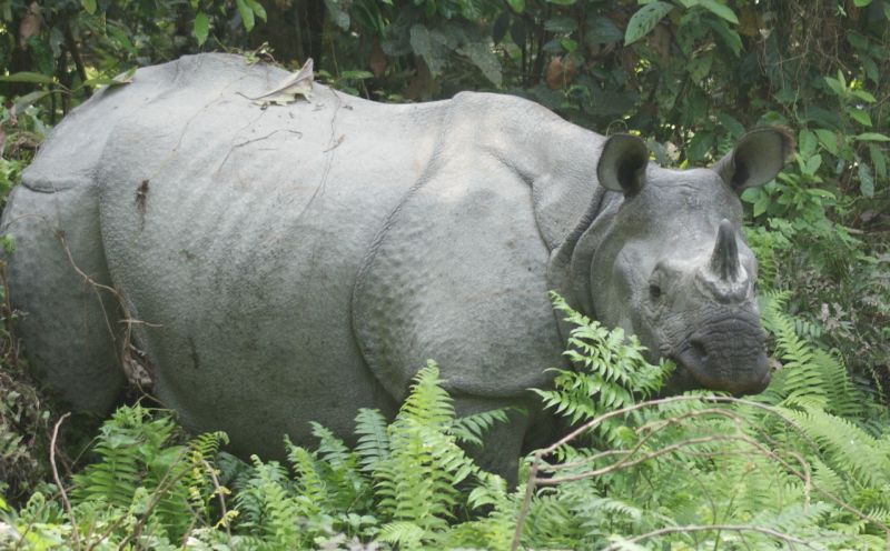 Jaldapara Trip, the Best Way to Explore the Sanctuary | Dooars Ecoviillege