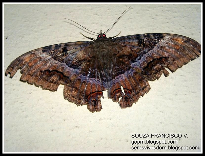 FAUNA E FLORA DO RN: Mariposa Bruxa Ascalapha odorata (Linnaeus, 1758 ...
