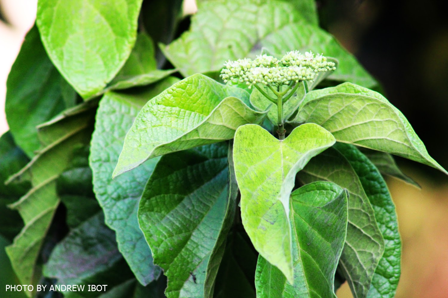Ako si ANDREW IBOT!: Alagaw (Premna Odorata Blanco)