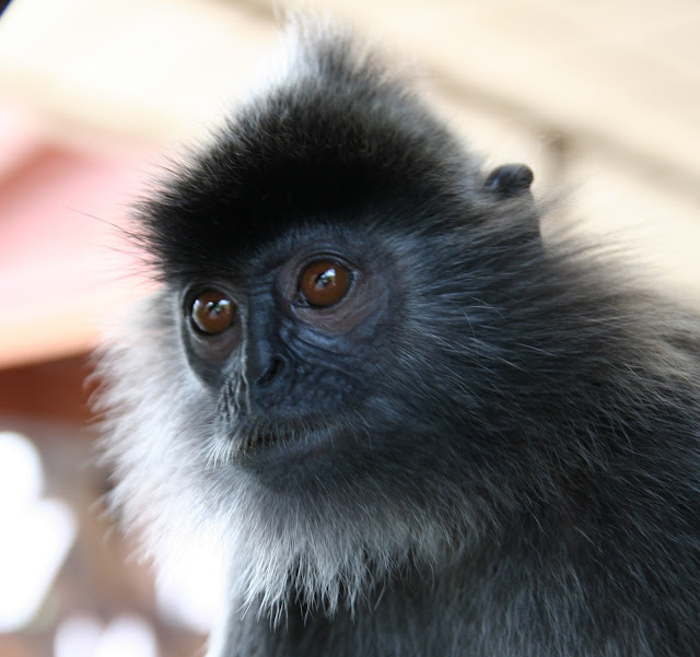 OsMiJaDo: Male malpy z duzymi trabami