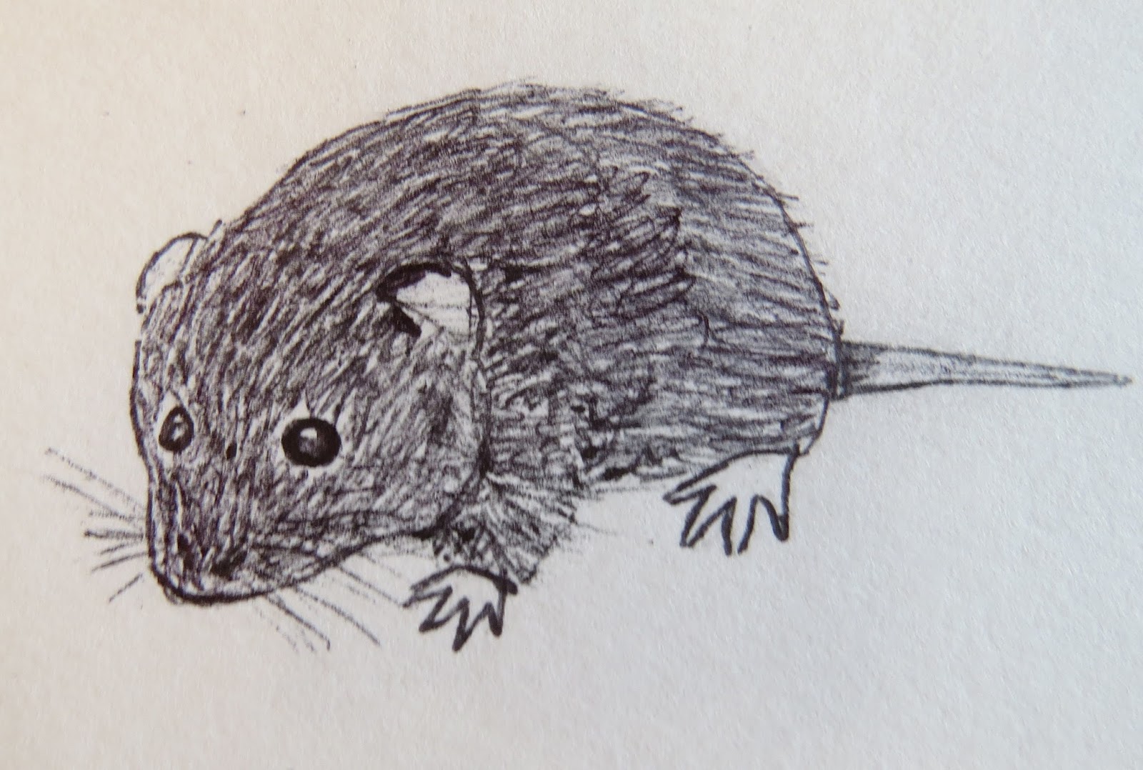 The Autistic Naturalist: How To Draw: Small Mammals