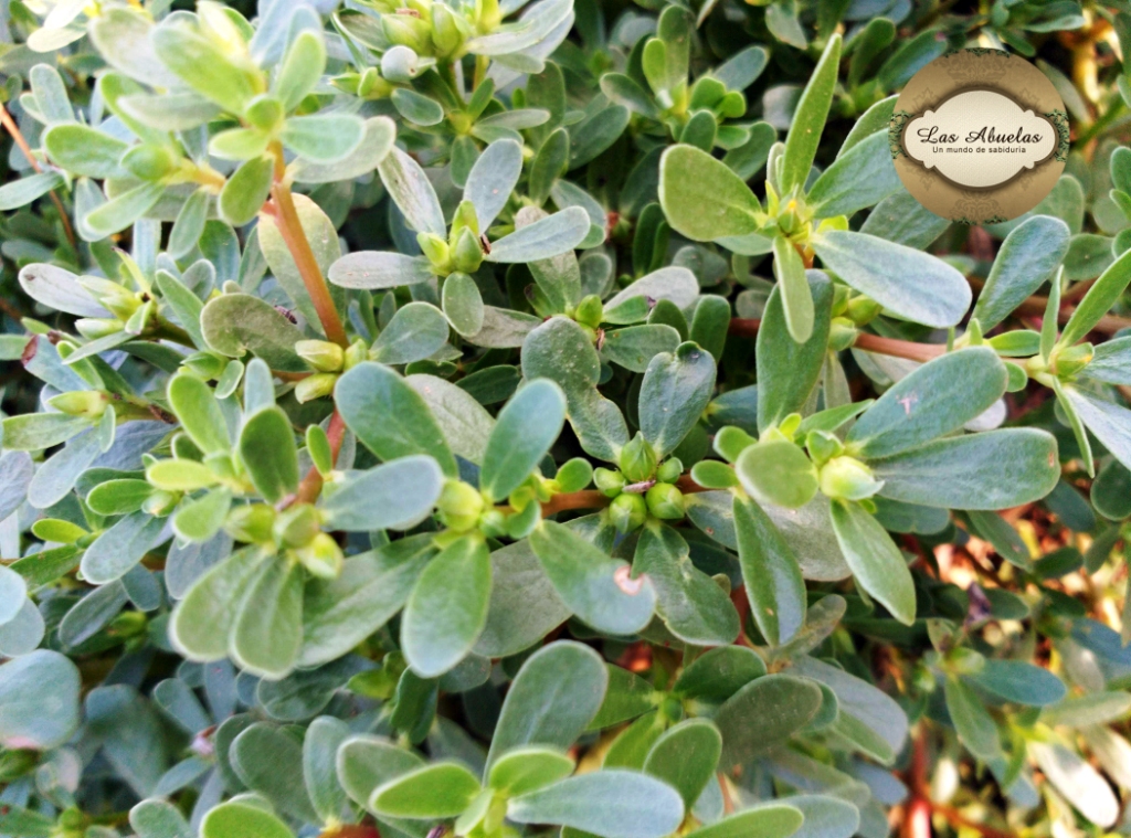 Las abuelas un mundo de sabiduria: La Verdolaga