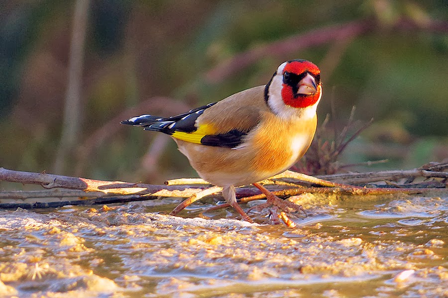 Bird Guide: Birds and things of November