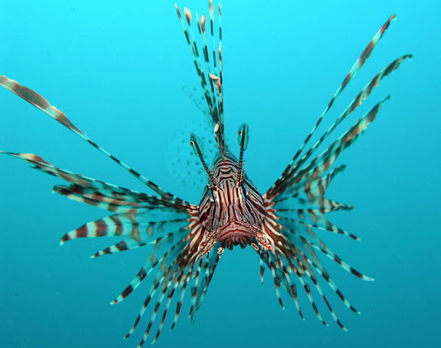 Lionfish | The Biggest Animals Kingdom
