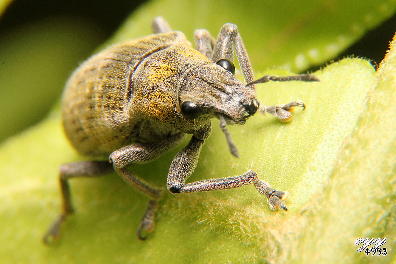 cyy4993: Gold Dust Weevil [Curculionidae] Hypomeces Squamosus ...