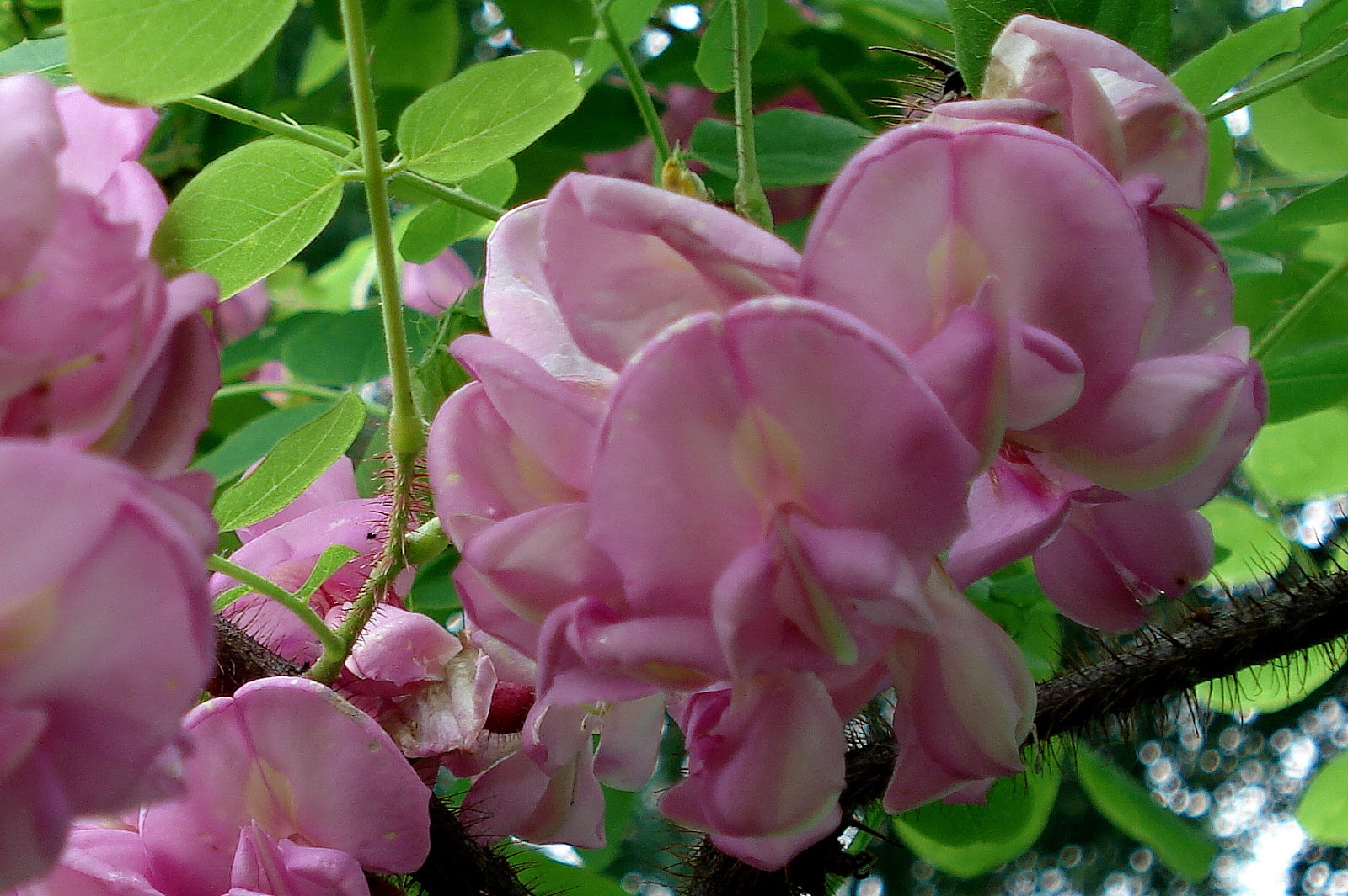 W Jędrzejówce u Poll: Akacja szczeciniasta (Robinia hispida)