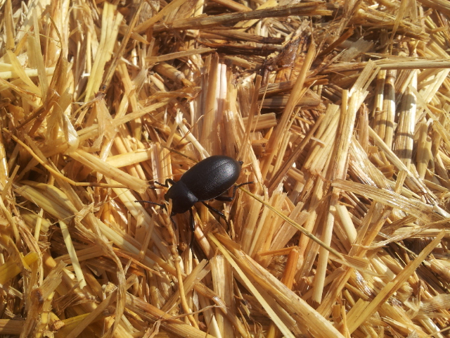 Natura Xilocae: LA VIDA EN UNA FAJINA DE ALPACAS... DE BAÑÓN (TERUEL)
