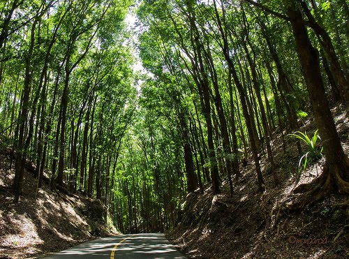 Visit BOHOL: Bilar: Man-made Forest