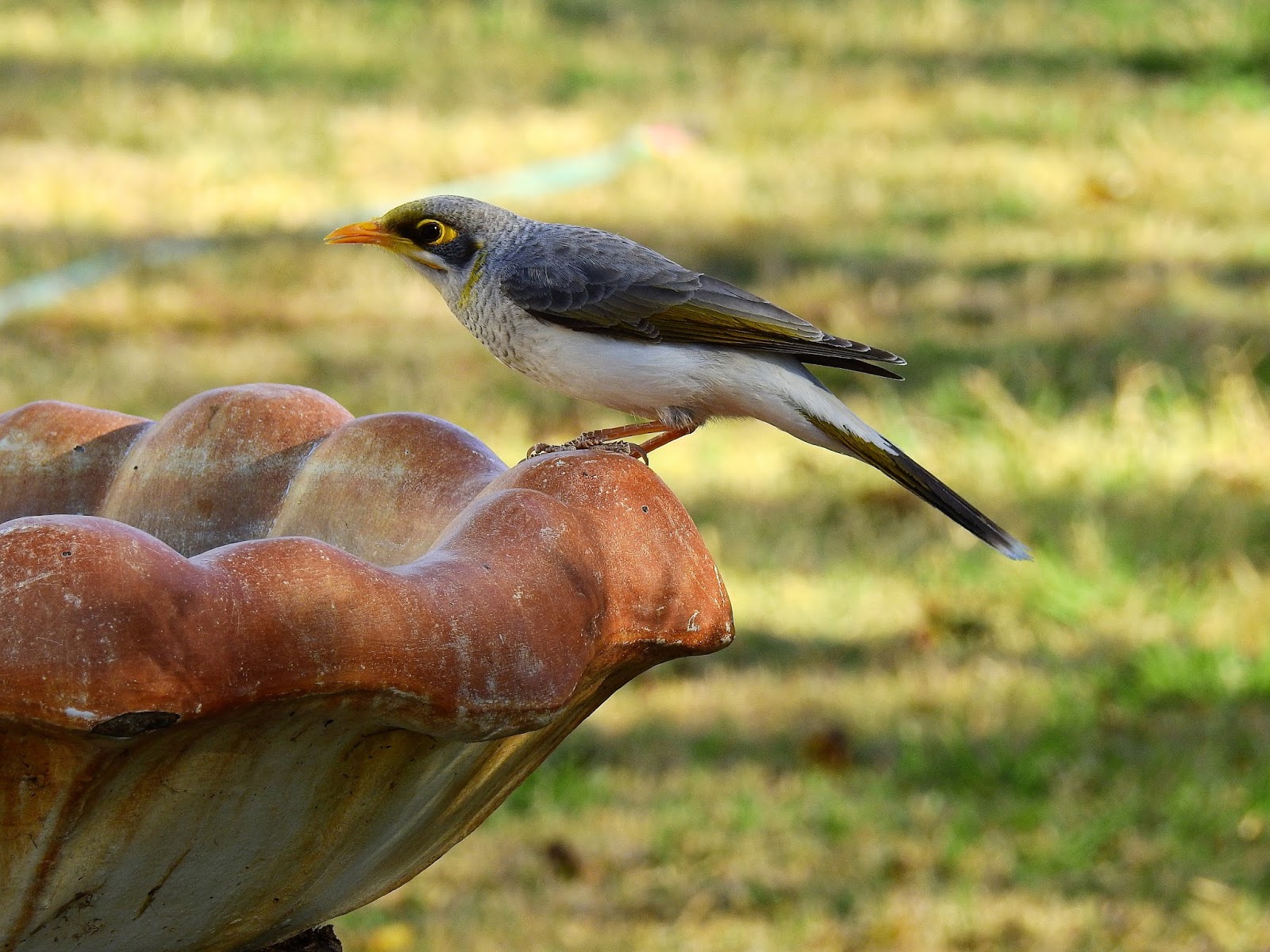 ournomadicways: 2017 Out Back Qld Trip - Birds Part 1 - Charleville ...