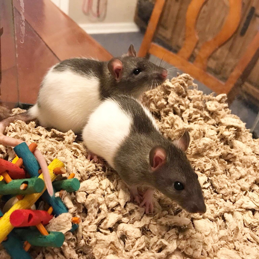 Ask Away Blog: A Rat Update [Sad + Happy]