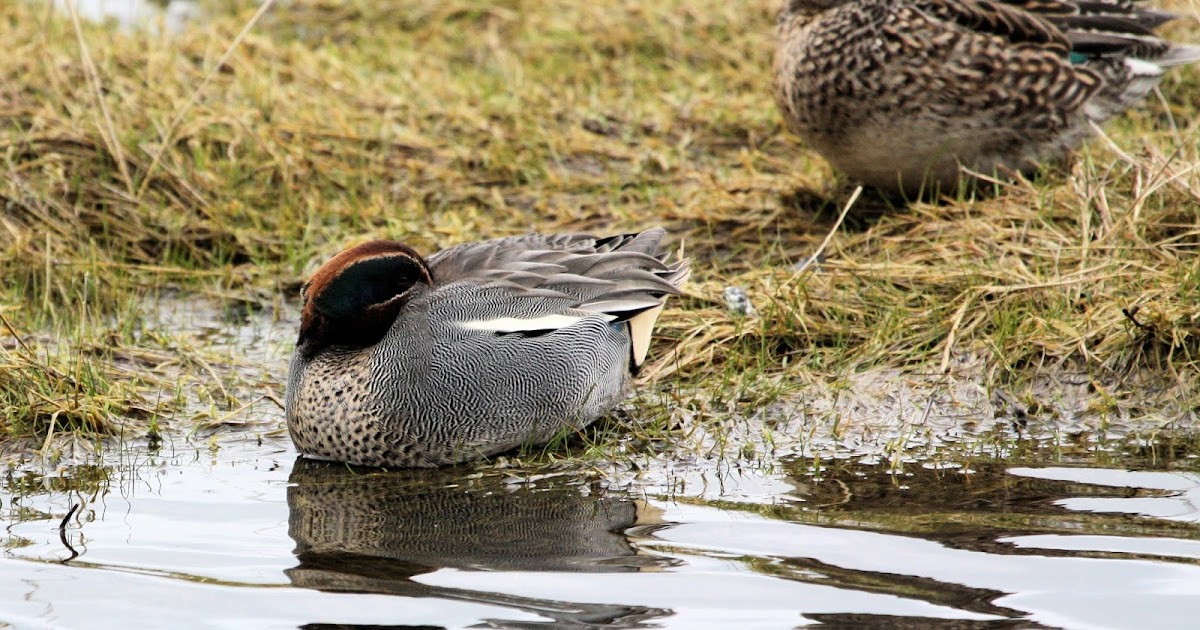 Cholsey Wildlife: Of Ducks & Worms