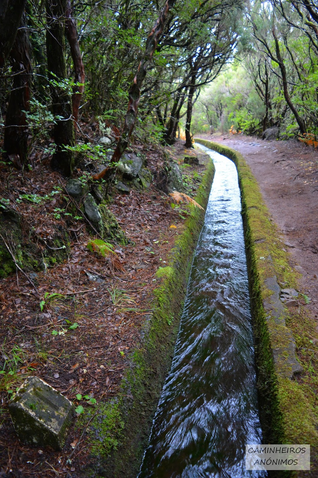 Caminheiros Anónimos Levadas da Madeira : Levada Grande do Paul (Calheta)