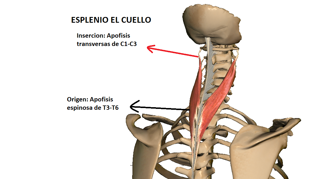 Anatomy full : MUSCULOS DEL CUELLO (ORIGEN E INSERCION)