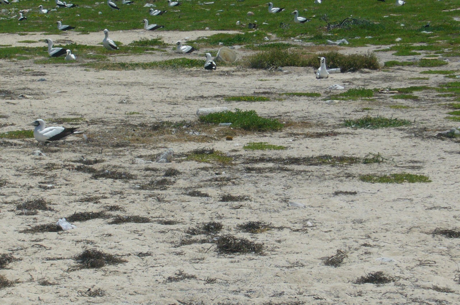 B l u d u m !: Pedro Cays