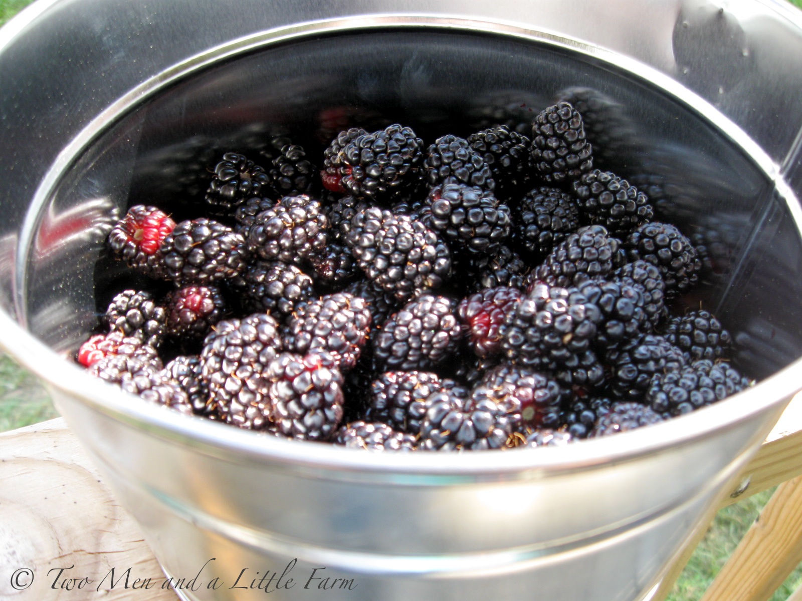 Two Men and a Little Farm: DEWBERRIES ARE RIPENING