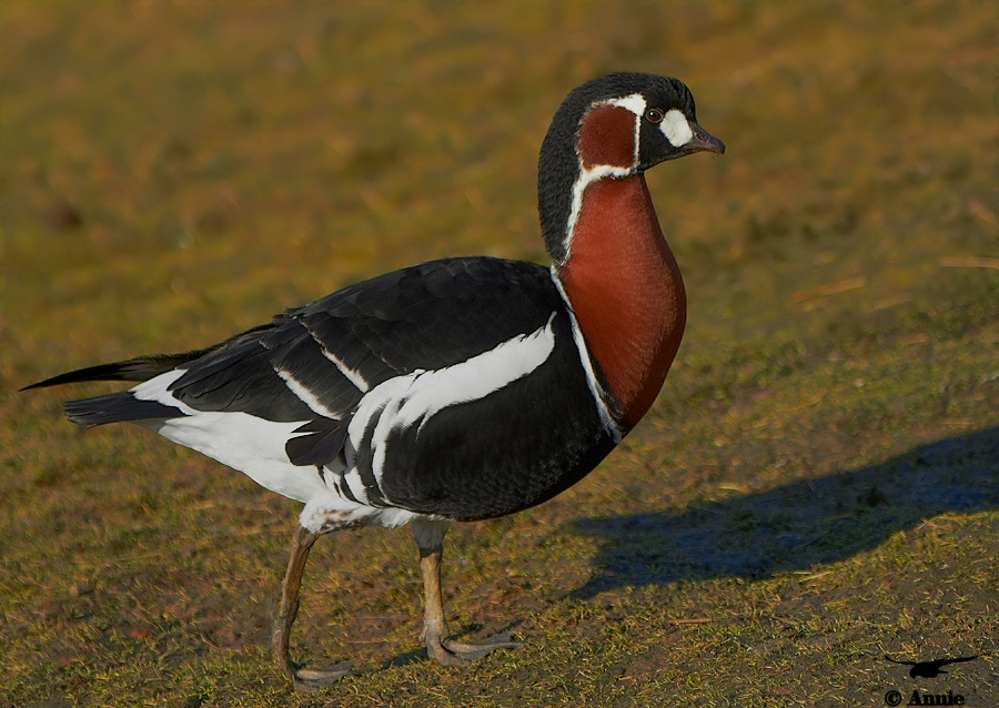 Annula Fotografie http://anniezon.blogspot.nl/: Roodhalsgans ( branta ...